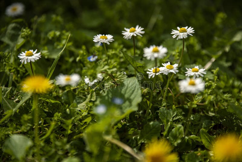 Daisy flower in Spring stock image. Image of daisy, color - 215250057