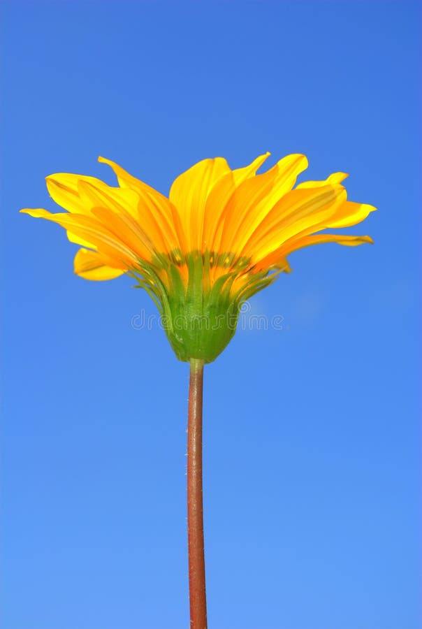 Daisy flower standing tall stock photo. Image of closeup - 21439792
