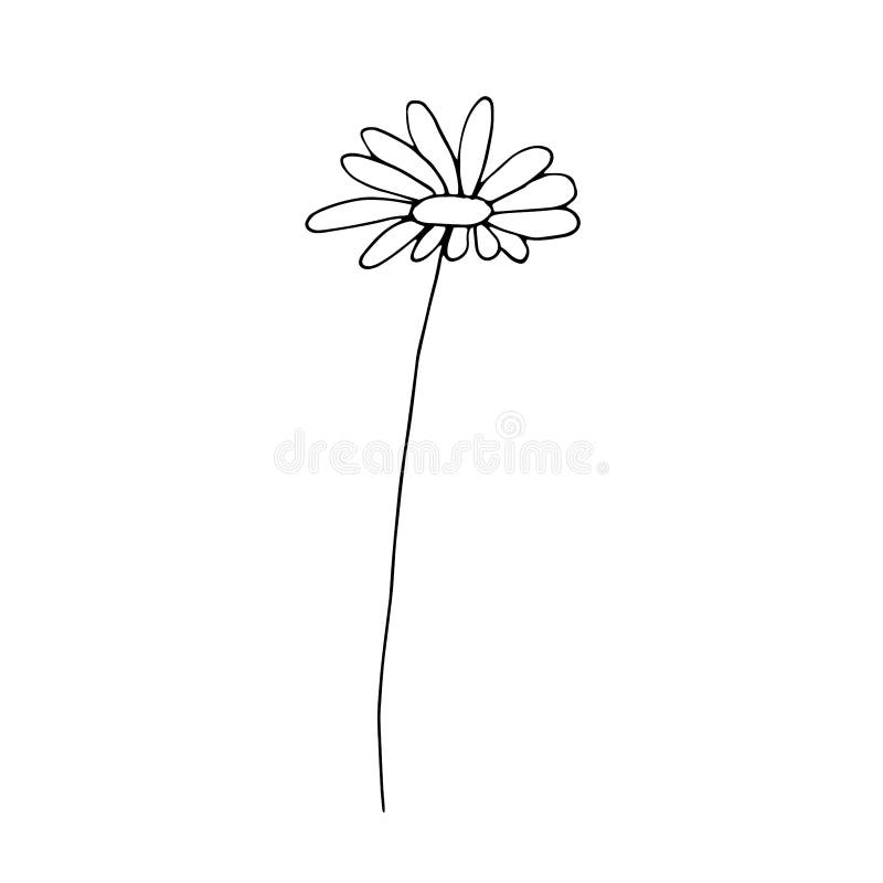 Daisy Flower on a Stem, Vector Doodle Illustration, Hand Drawn Stock ...