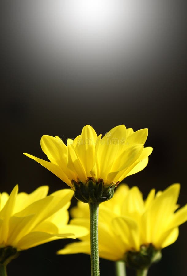 Daisy Flower with Striking Yellow Color Stock Photo - Image of nature ...