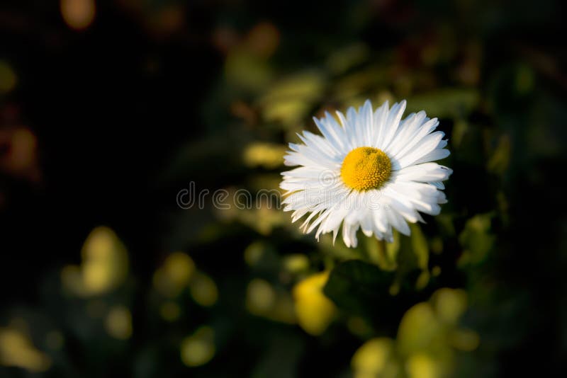 Daisy Flower in the Sunlight Beam Stock Photo - Image of herb, garden ...
