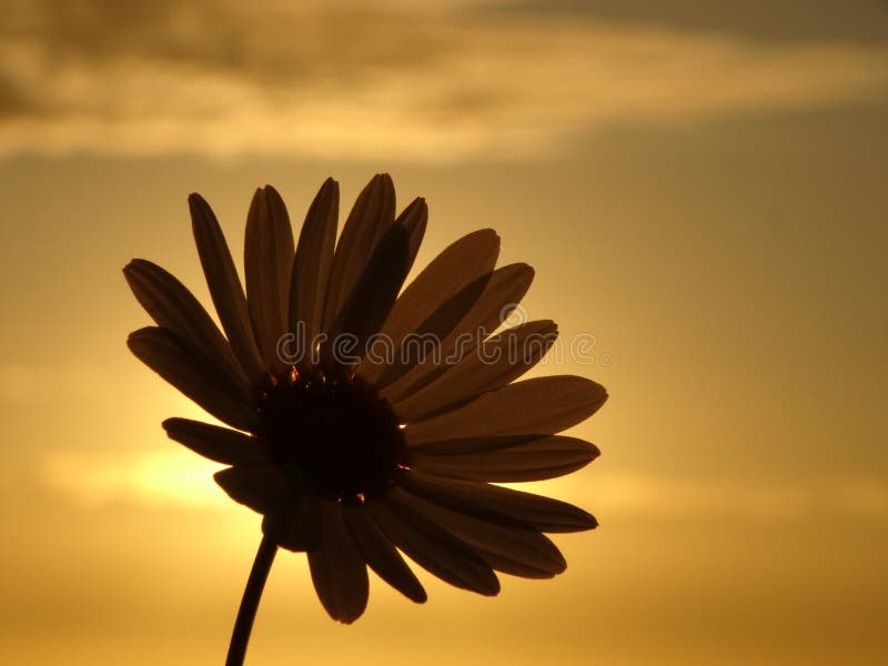 Daisy flower in sunrise stock image. Image of amazing - 168328937