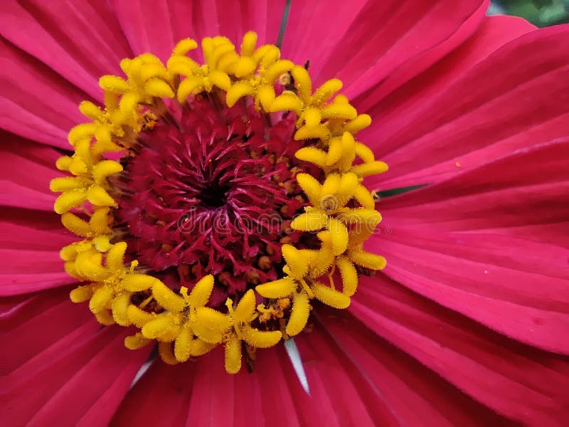 Daisy Flower Super Macro Mode Stock Image - Image of purple, pollen ...