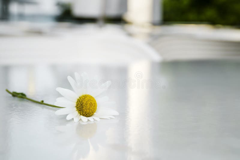 Daisy flower stock photo. Image of herb, pollen, empty - 58425406