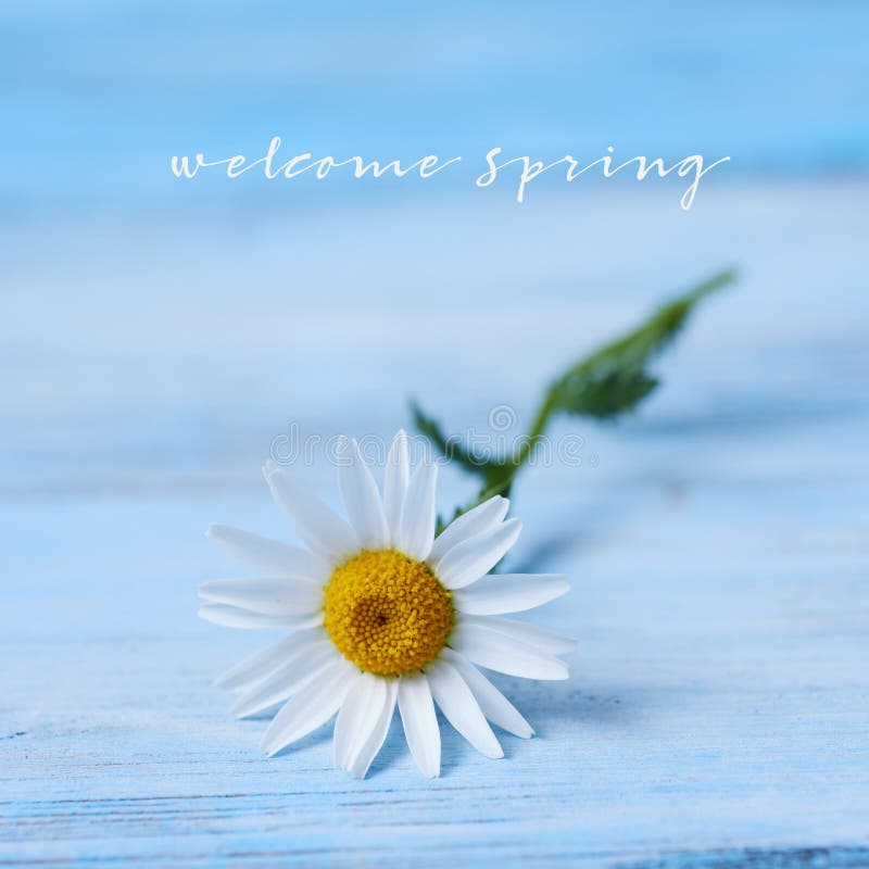 Welcome spring stock image. Image of message, chrysanthemums - 36562265