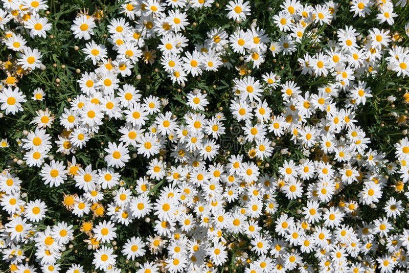 230+ White daisy flower texture Free Stock Photos - StockFreeImages