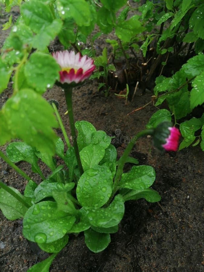 Daisy flower under a Bush stock image. Image of leaf - 185467467