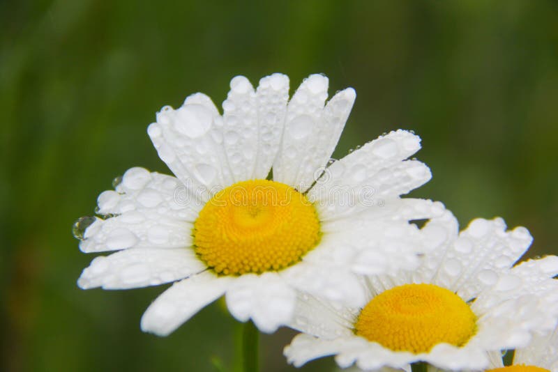Daisy flower under rain stock photo. Image of shot, dorvil - 94529248
