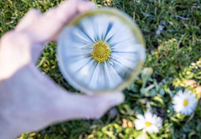 Daisy Flower Using Crystal Ball Stock Photo - Image of nectar, ecology ...