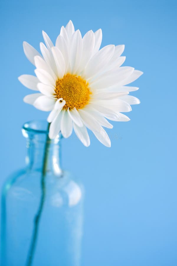 Daisy Flower in vase stock photo. Image of glass, delicate - 8154074