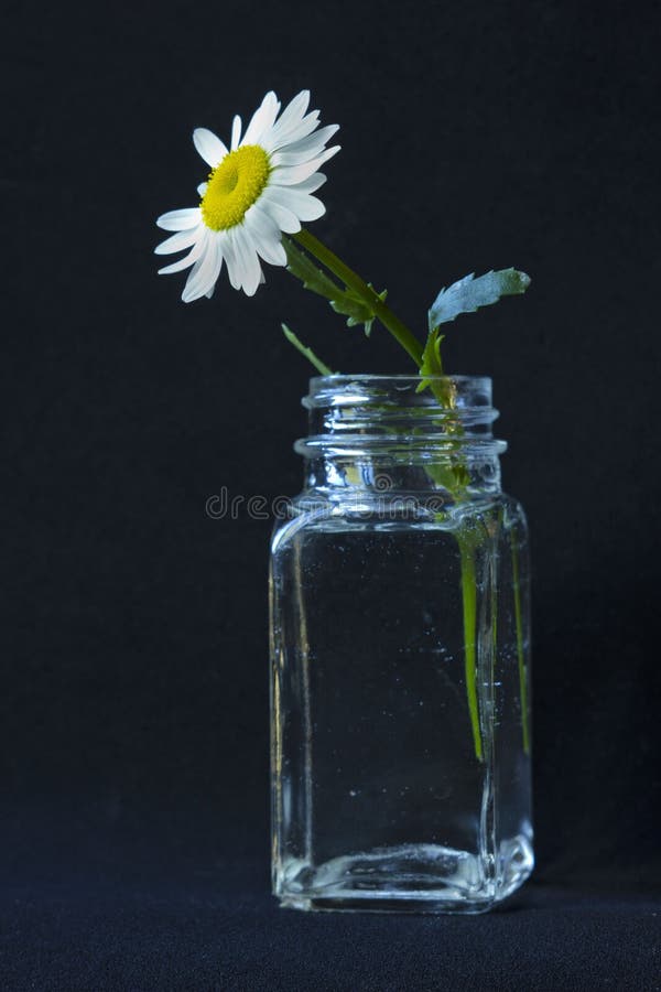 Daisy flower in a vase stock photo. Image of bouquet - 73389508