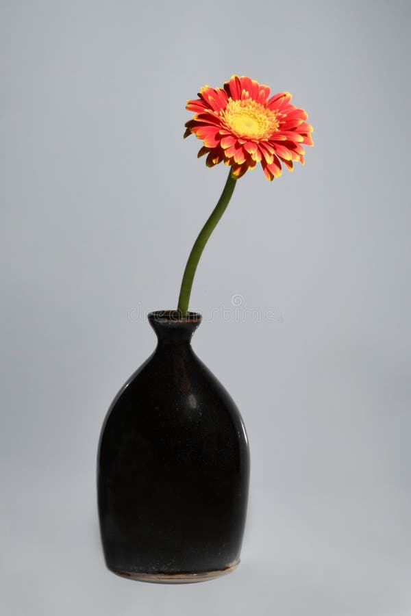 Bright Closeup of a Red Daisy Flower in a Vase Stock Image - Image of ...