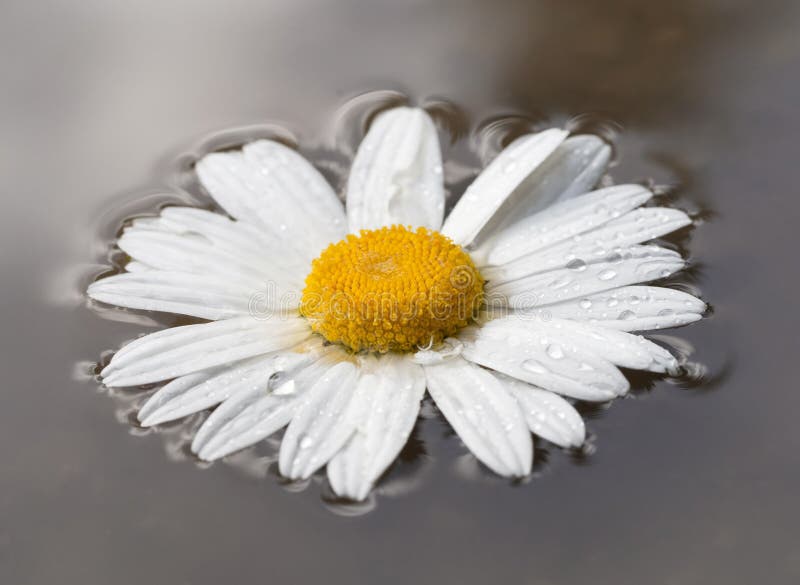 Daisy flower on water stock photo. Image of botany, floral - 43670572