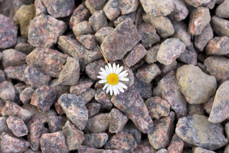 Growth Out Rubble Stock Photos - Free & Royalty-Free Stock Photos from ...