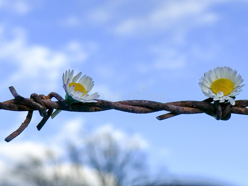 Daisy Flower on Wire Fence Contains Different Messages Stock Image ...