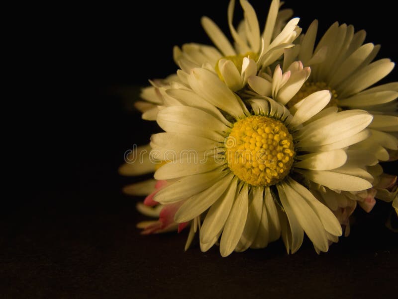 Daisy Print Format Stock Photos - Free & Royalty-Free Stock Photos from ...
