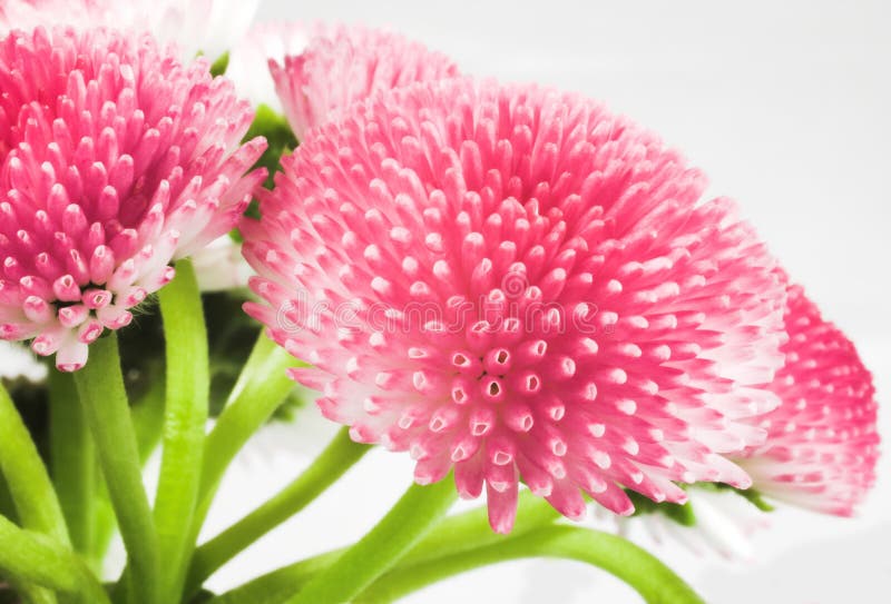 1,996 White Matricaria Flowers Meadow Stock Photos - Free & Royalty ...