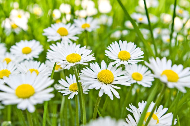 Daisy flowers stock photo. Image of season, field, spirit - 4999488