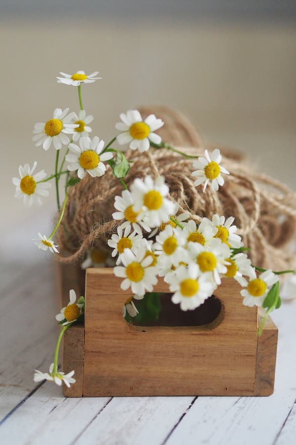 Daisy Flowers Arranged To Beautify the Room by Placing Them on the ...
