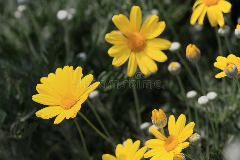 A Daisy Flowers on Back Ground of the Season Landscape Stock Image ...
