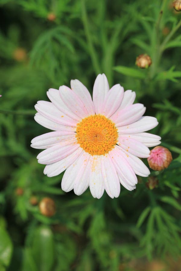 A Daisy Flowers on Back Ground of the Season Landscape Stock Image ...