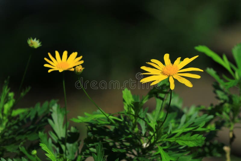 A Daisy Flowers on Back Ground of the Season Landscape Stock Image ...