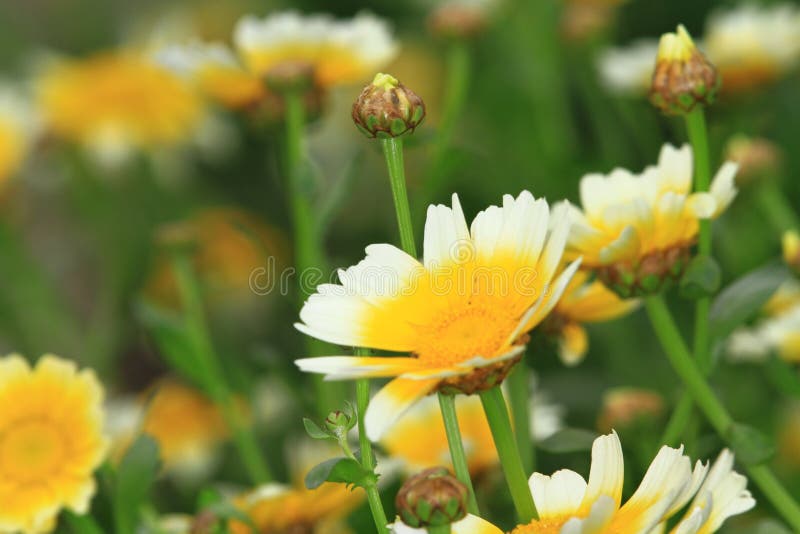 A Daisy Flowers on Back Ground of the Season Landscape Stock Image ...