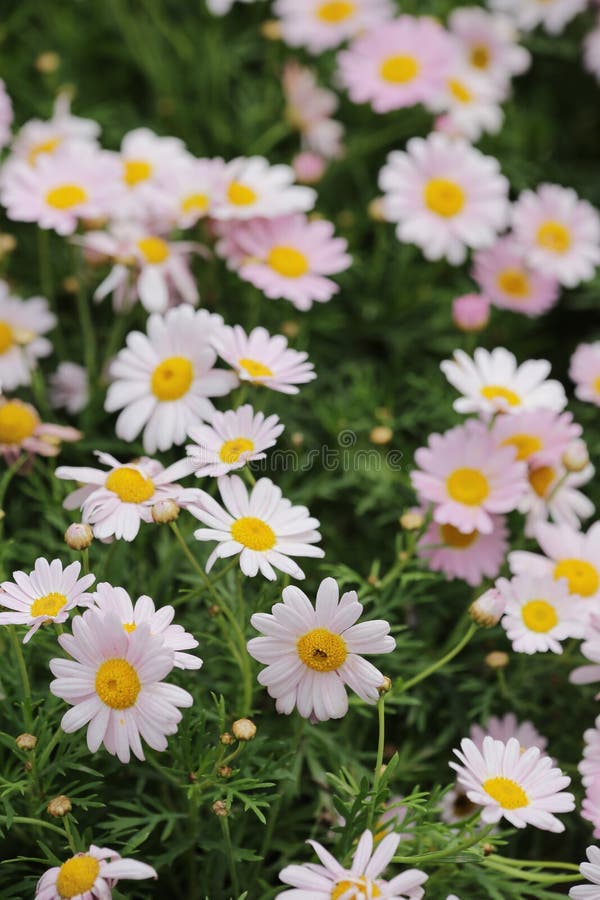 A Daisy Flowers on Back Ground of the Season Landscape Stock Photo ...
