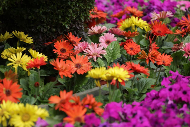 A Daisy Flowers on Back Ground of the Season Landscape Stock Photo ...