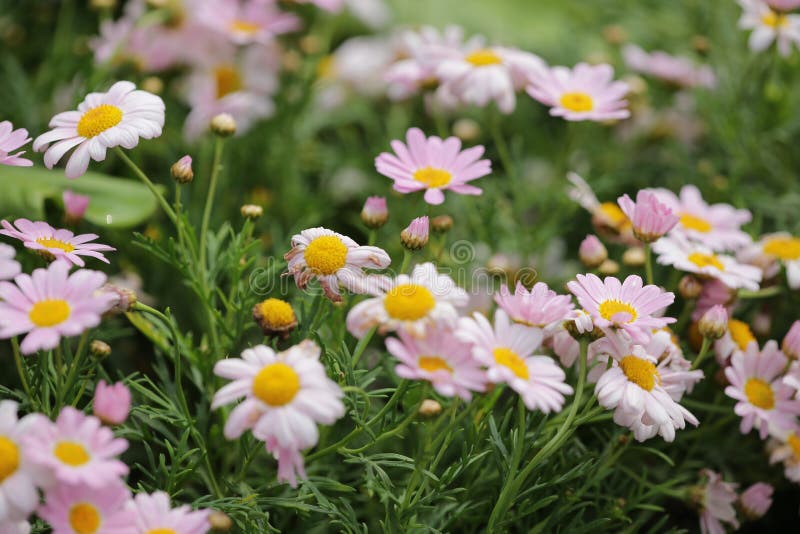 A Daisy Flowers on Back Ground of the Season Landscape Stock Image ...