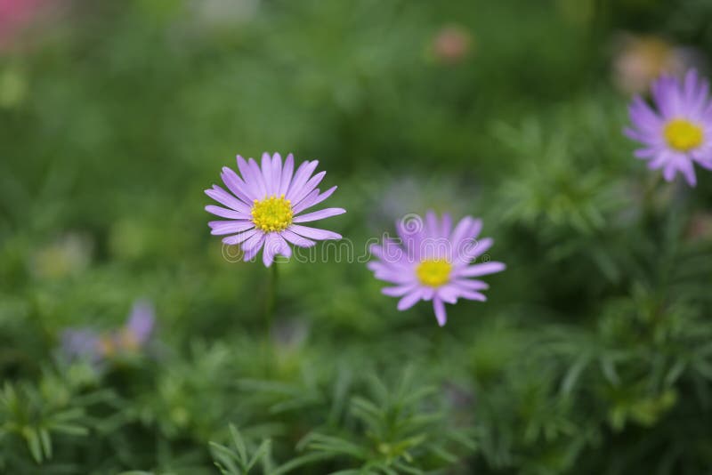 A Daisy Flowers on Back Ground of the Season Landscape Stock Image ...