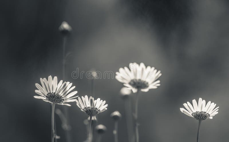 Daisy flowers back view stock image. Image of meadow - 218966607