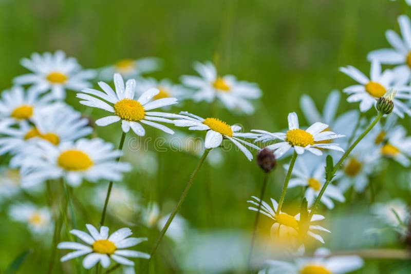 Daisy Flowers with Beautiful Colors Stock Photo - Image of natural ...