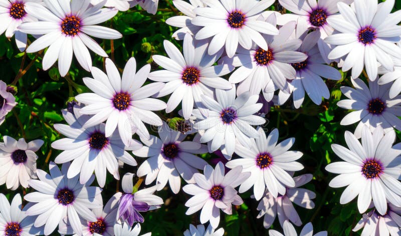 Daisy Flowers stock photo. Image of grass, bloom, light - 69621358