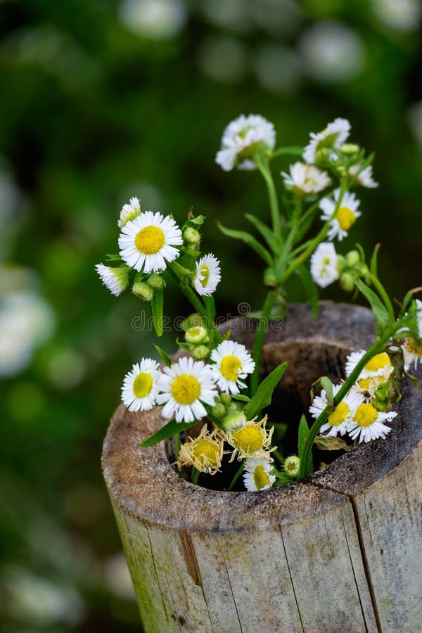 Daisy Flowers Blomming in Bamboo Vase Stock Photo - Image of botany ...