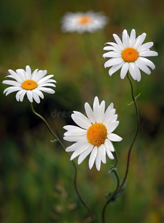 Daisy flowers in bloom stock image. Image of flora, colorful - 11512405