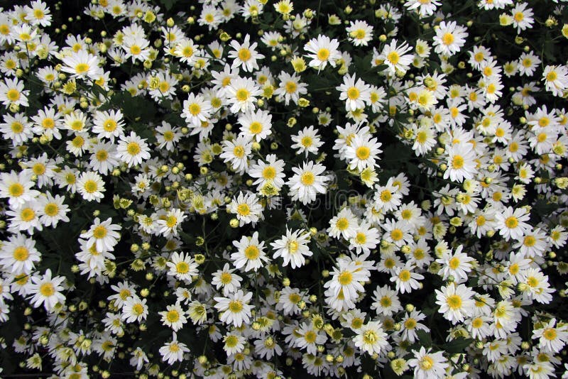 Daisy stock photo. Image of winter, daisy, wall, moss - 81771336