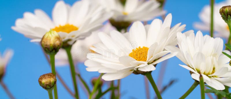 Daisy Flowers Blooming in Spring Stock Photo - Image of bright ...