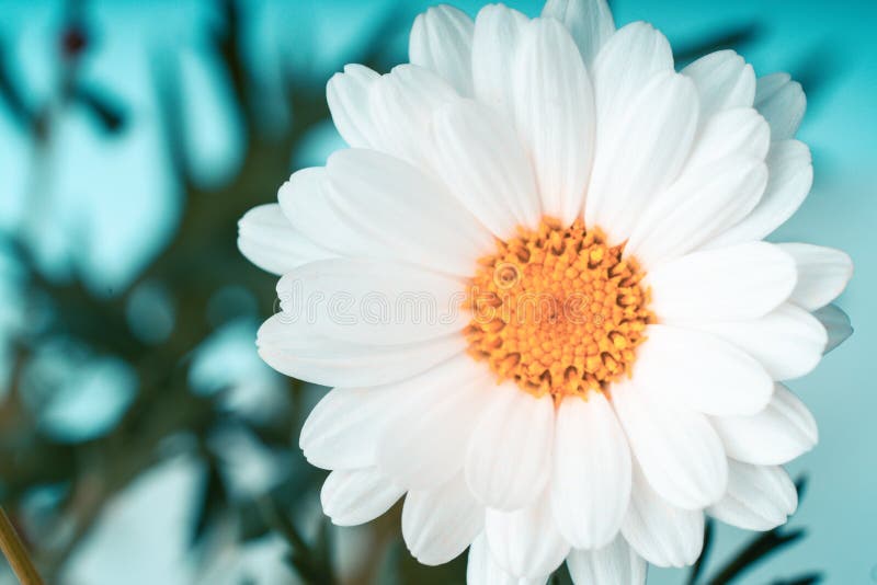 Daisy Flowers Blooming in Spring Stock Image - Image of daisies ...