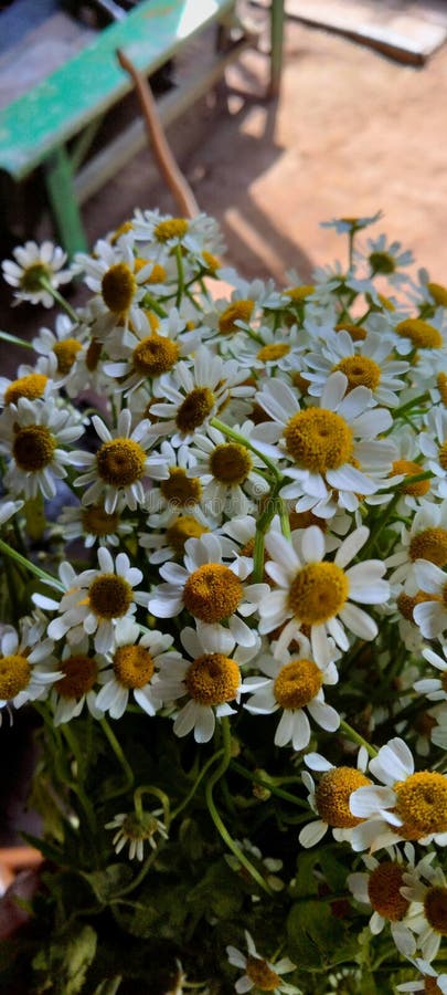 Daisy flowers so cute stock image. Image of white, bucket - 264413585