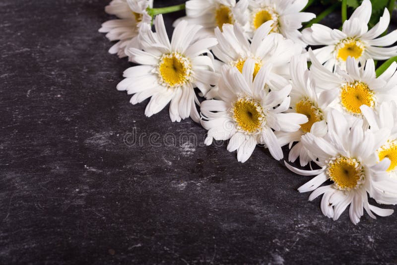 Daisy Flowers on Dark Table Stock Photo - Image of meadow, summer ...