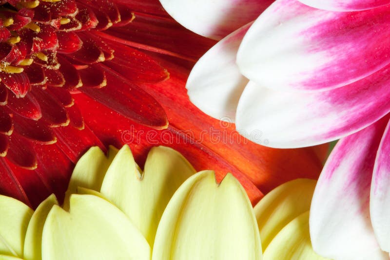 Daisy Flower Detail stock image. Image of color, pink - 23465371