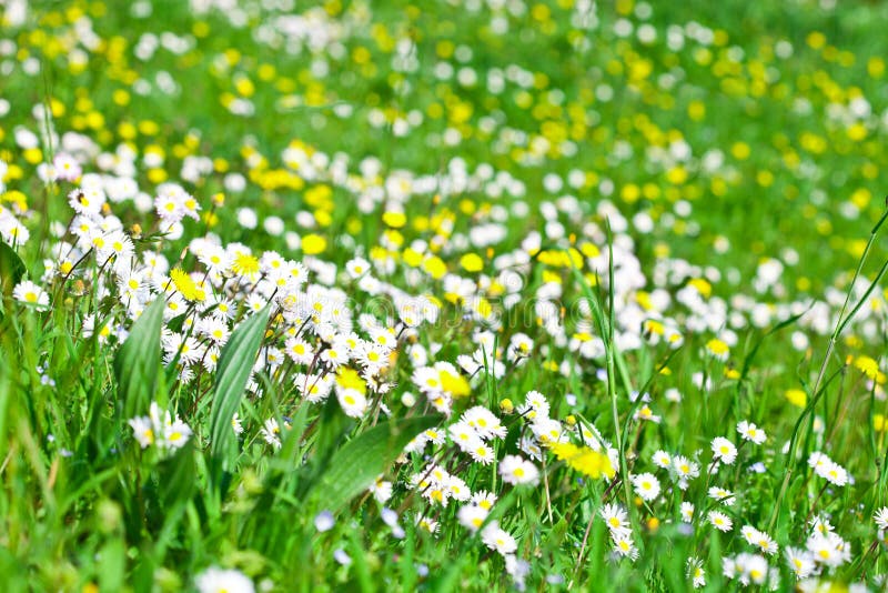 The spring meadow stock image. Image of blooming, floral - 40295029