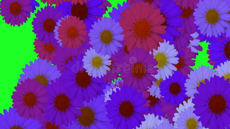 Daisy Flowers Flying Up on Green Screen Background Stock Video - Video ...
