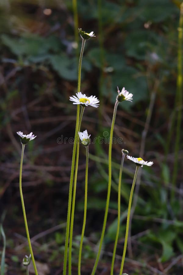 Daisy Flowers in the Forest. White Flower Stock Image - Image of forest ...