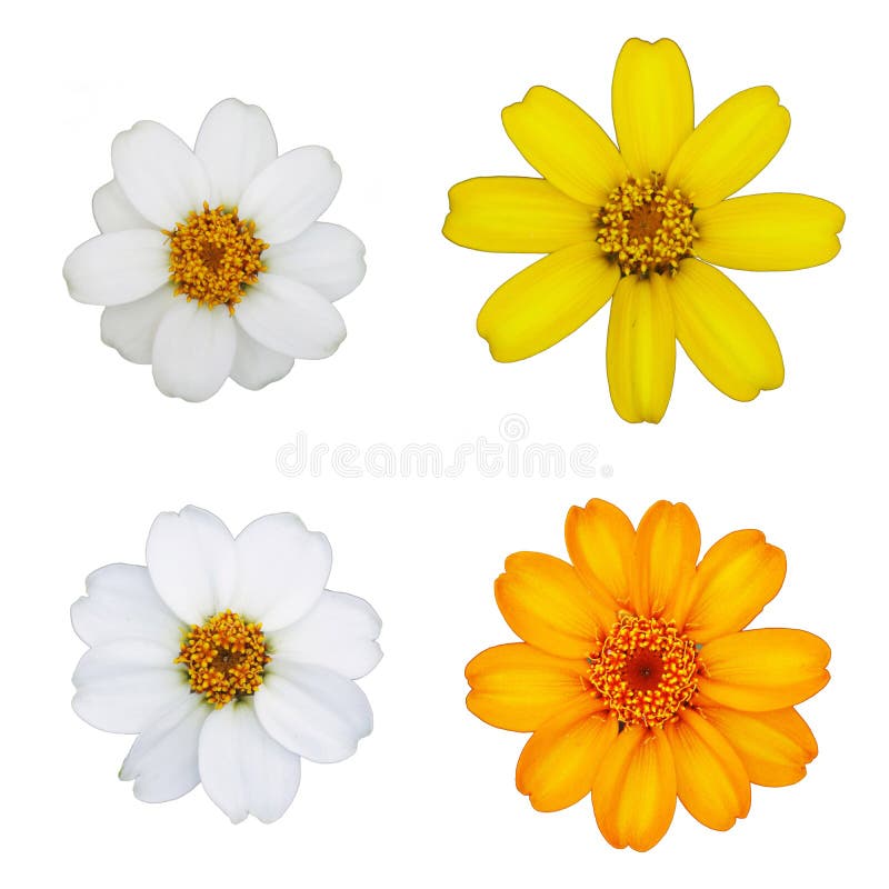 Succulent Cactus Flower Isolation Stock Photo - Image of brown, closeup ...