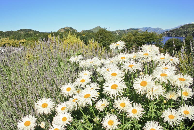 Daisy flowers in meadow stock image. Image of daisies - 6648039