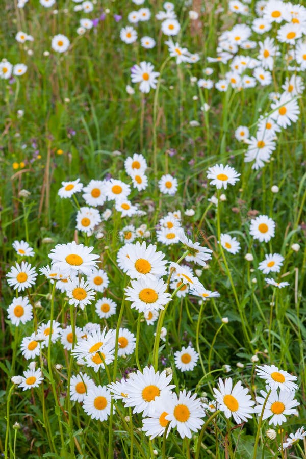 Daisy flowers in meadow stock photo. Image of field, flower - 54350070
