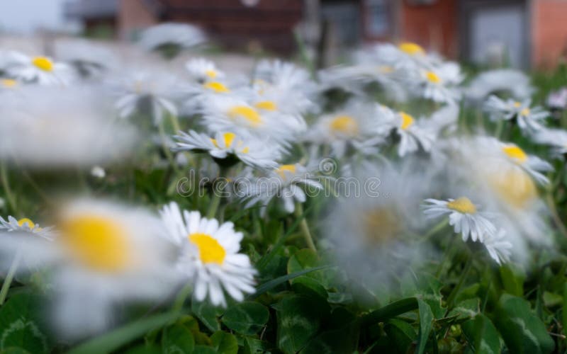 Daisy Flowers in Motion Blur Stock Image - Image of petal, flower ...