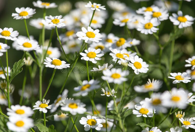 Daisy flowers in nature stock image. Image of rural, tranquil - 90478471
